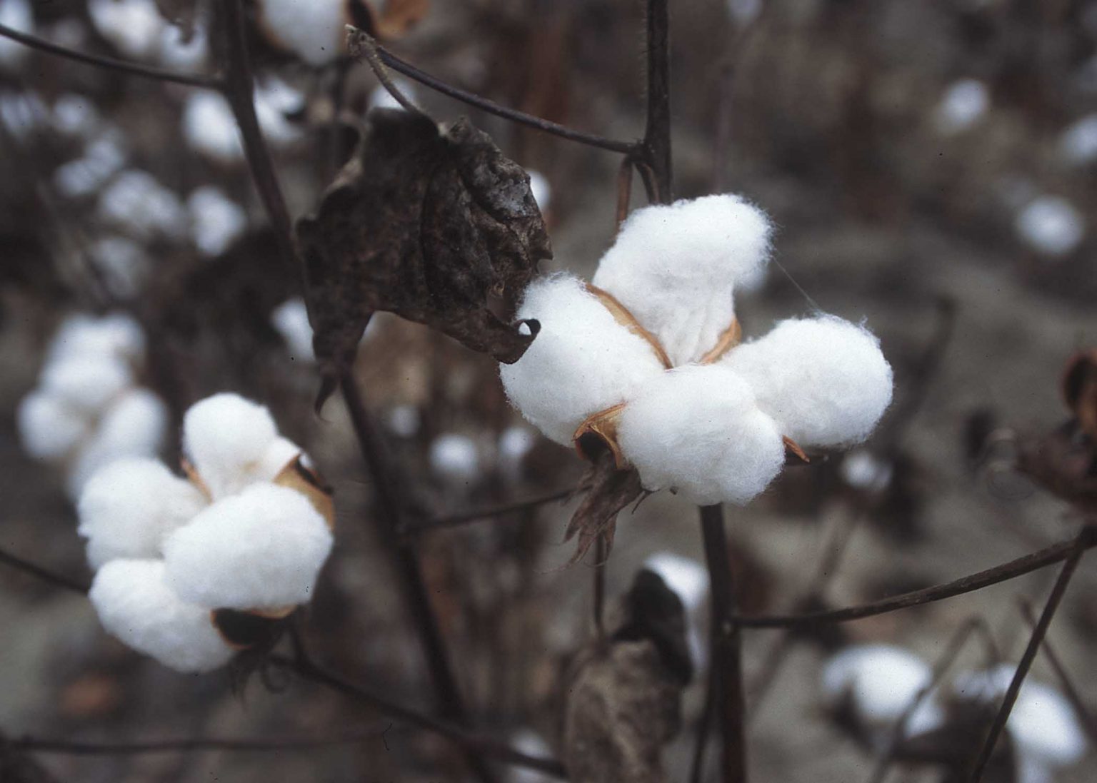 Use An API To Get Futures Prices Of Cotton In 2022 – TheStartupFounder.com