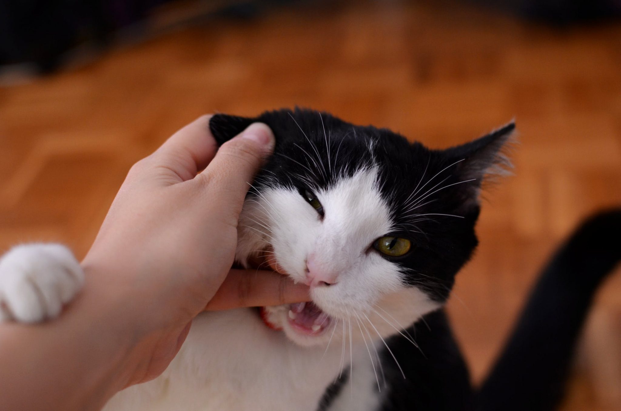 Exploring The Different Types Of Cat Breeds Using This API ...
