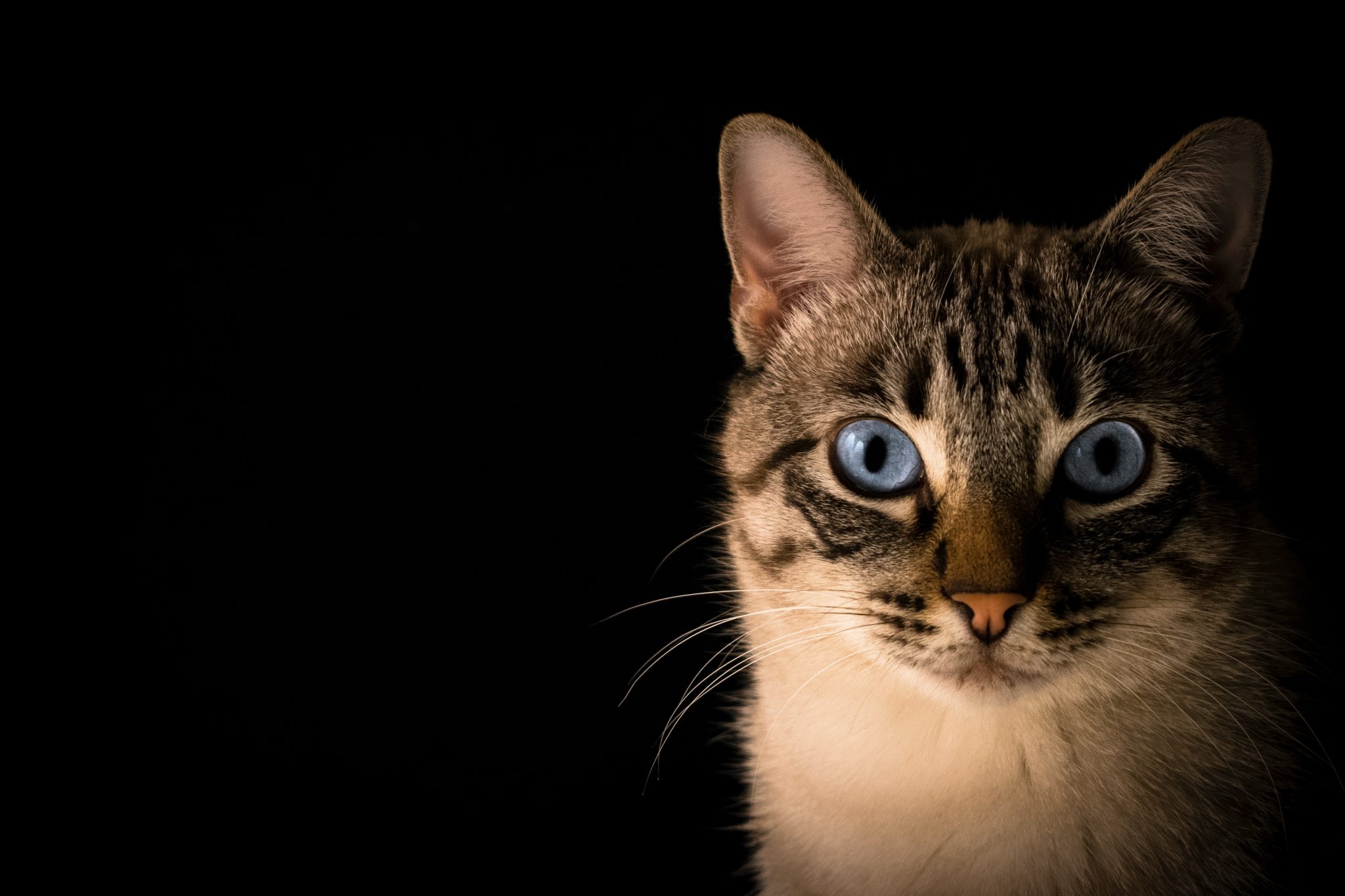 4 Reasons To Use The Cat Breed Classification API – TheStartupFounder.com